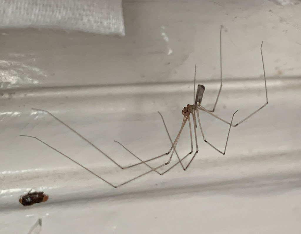 Pholcus in November 2021 by Carrie Seltzer · iNaturalist