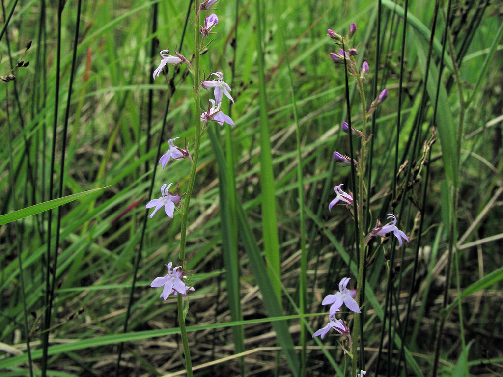 water lobelia (Lobelia dortmanna) (Wildflowers and Ferns of Burntside ...