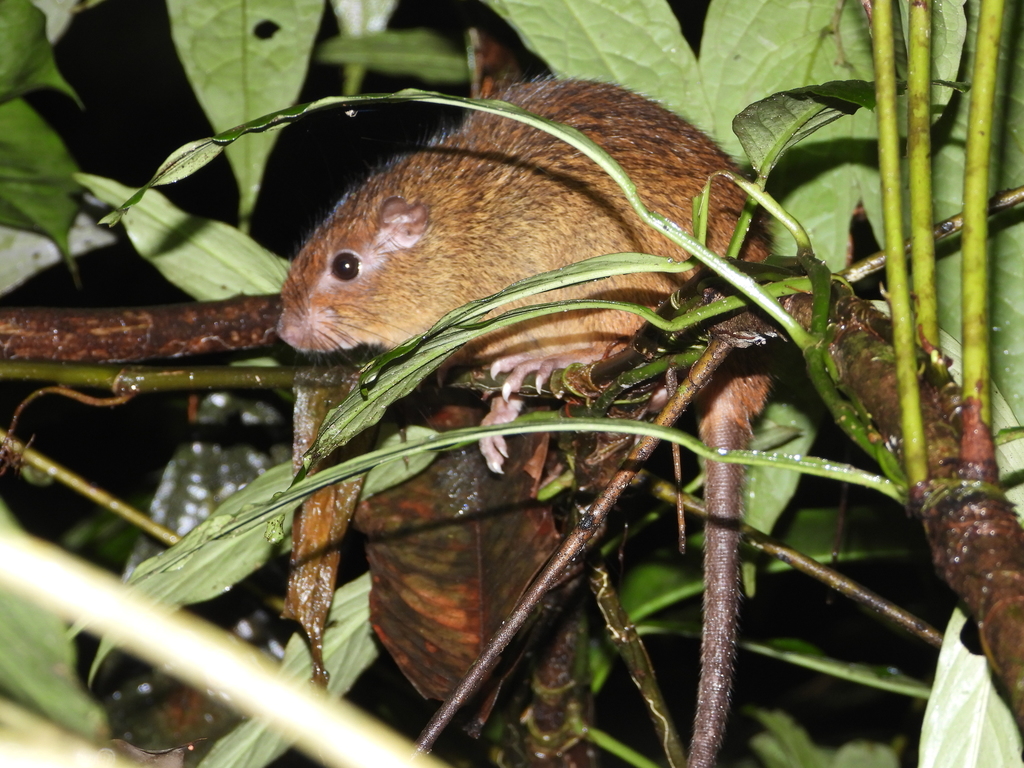 Ferreira's Spiny Tree Rat from Saül, Guyane française on December 07 ...