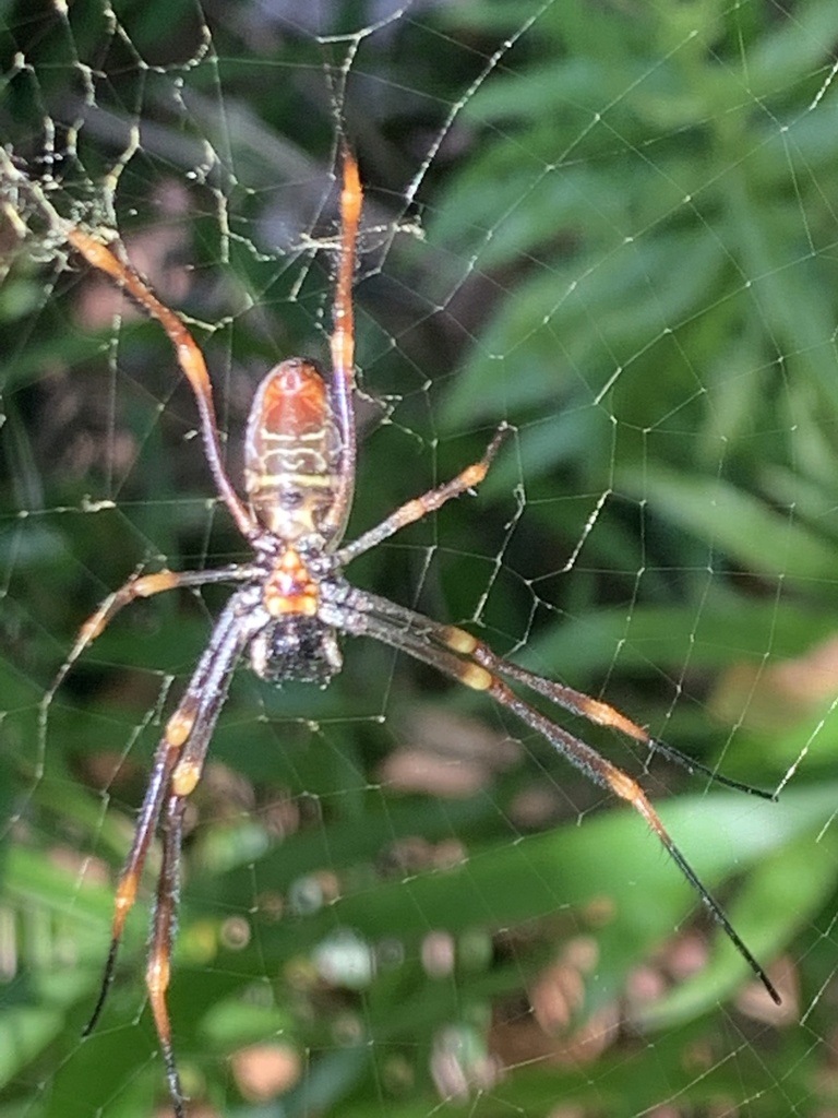 Tiger Spider in May 2021 by Matt Ogle · iNaturalist