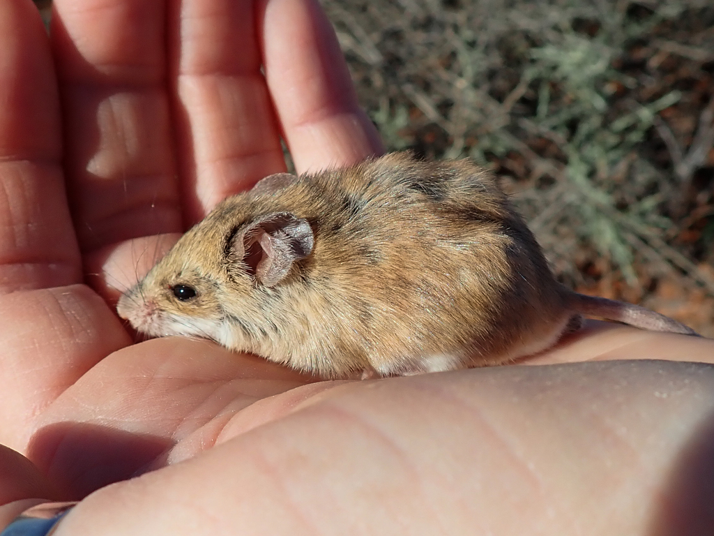 Bolam's Mouse from Unincorp. Far West, New South Wales, Australia on ...