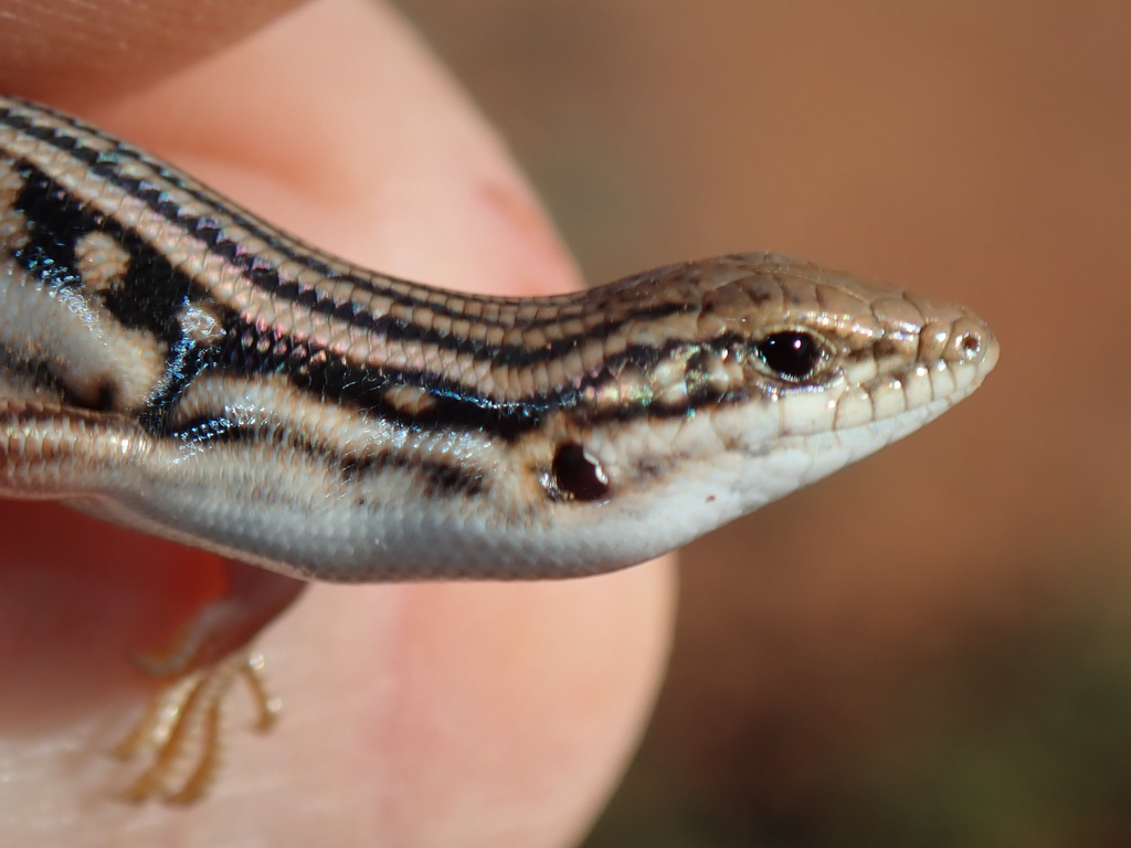 Eastern Barred Wedge-snout Ctenotus from Fowlers Gap NSW 2880 ...