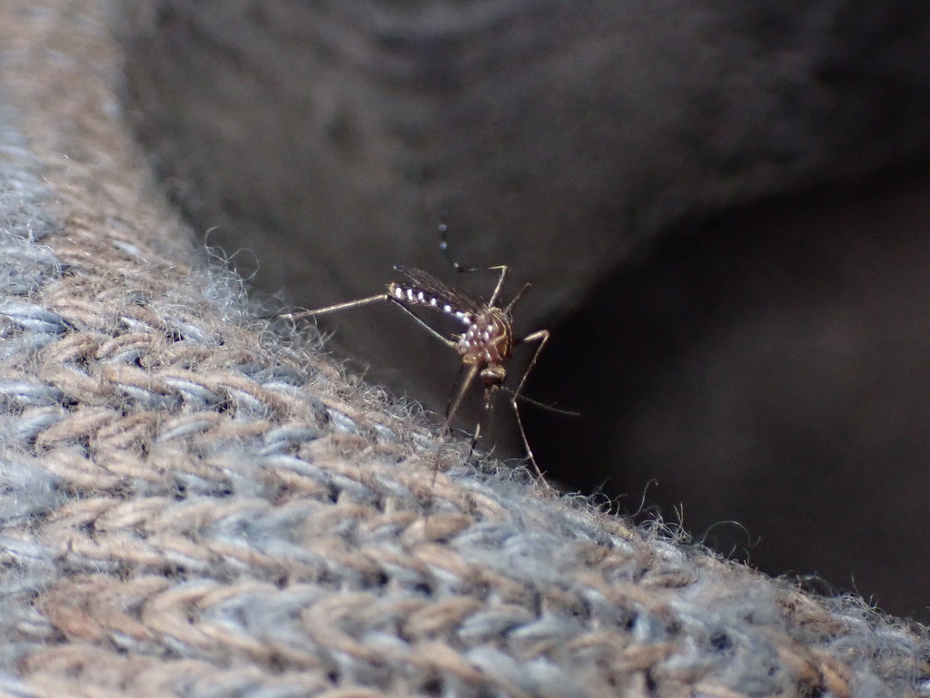 Striped Mosquito in December 2021 by Sean Clifford. Had obvious white ...