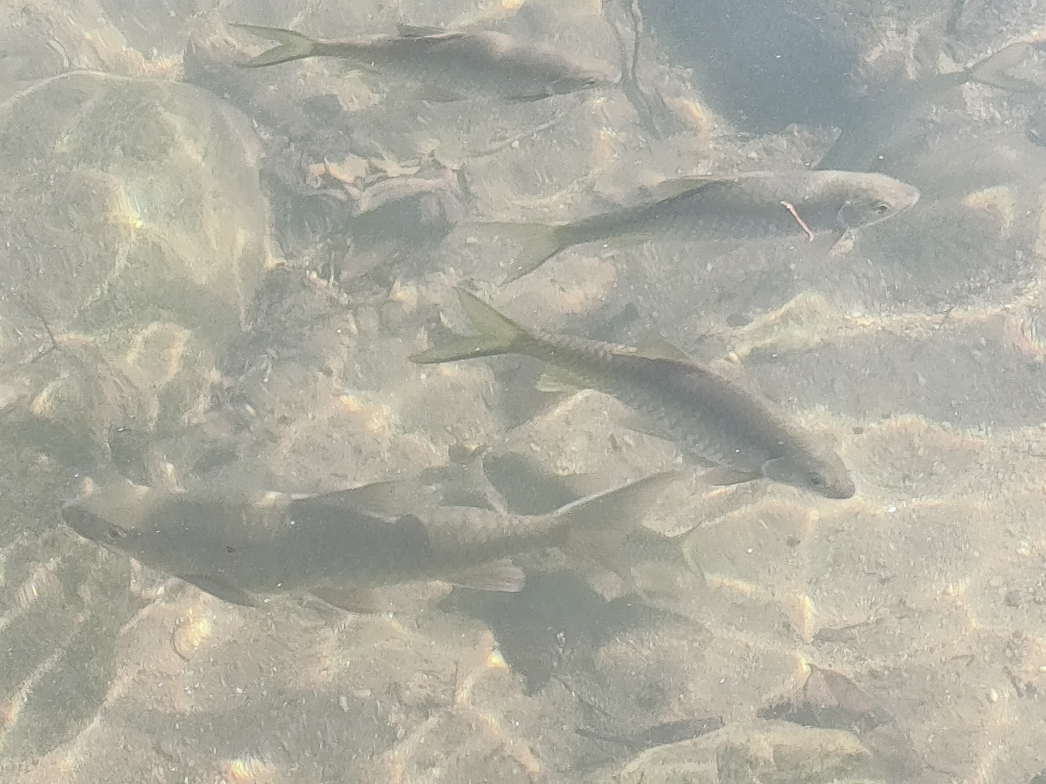 Poropuntius normani Smith, 1931