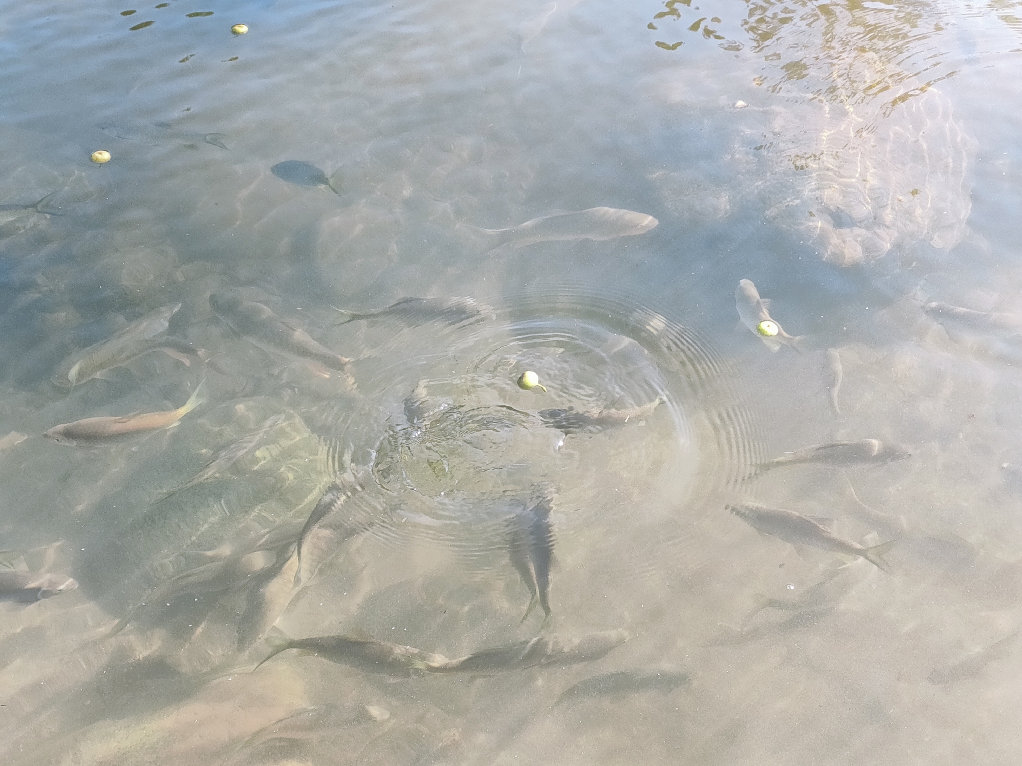 Poropuntius normani Smith, 1931