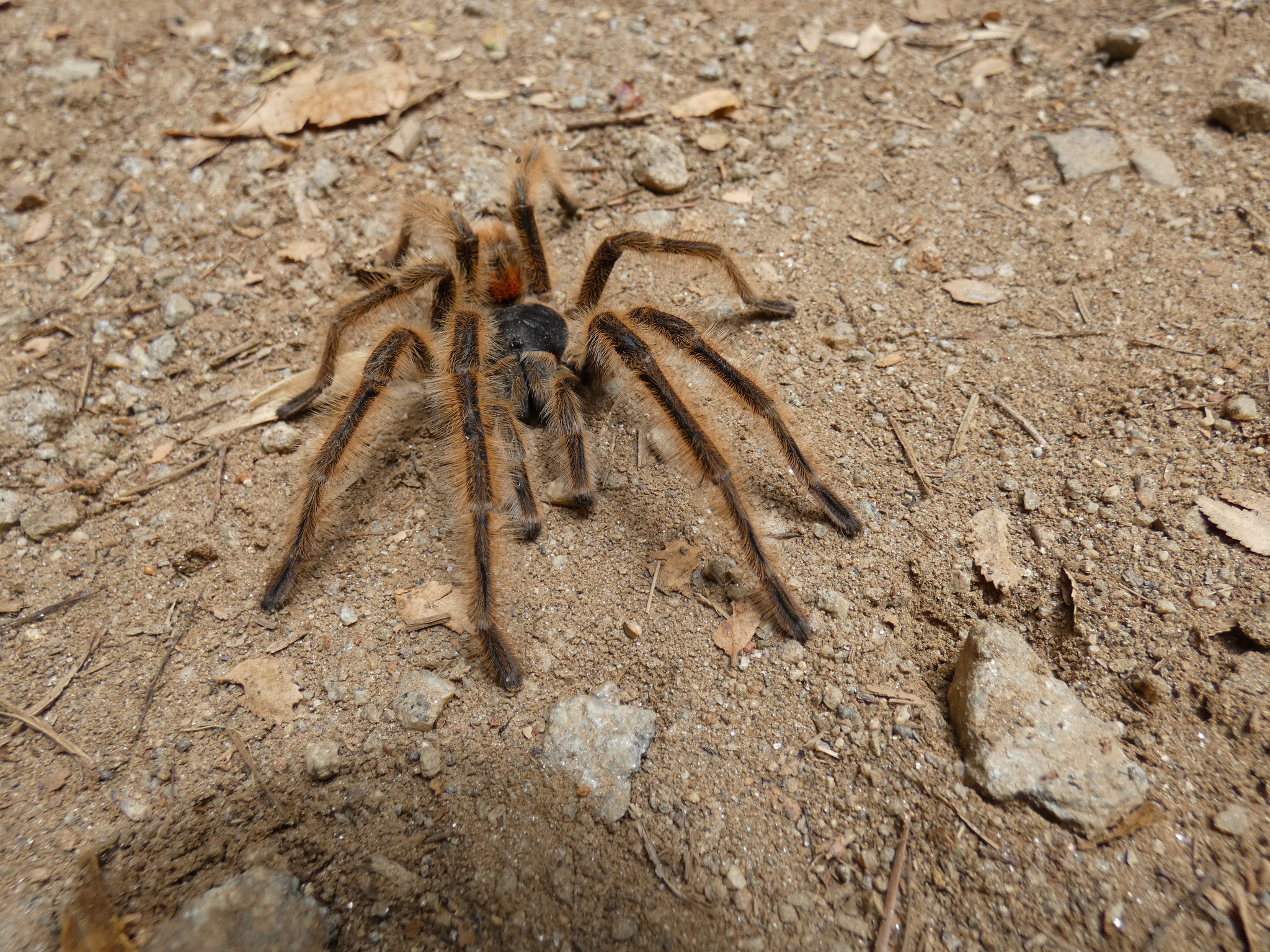 Phrixotrichus scrofa (Molina, 1782)