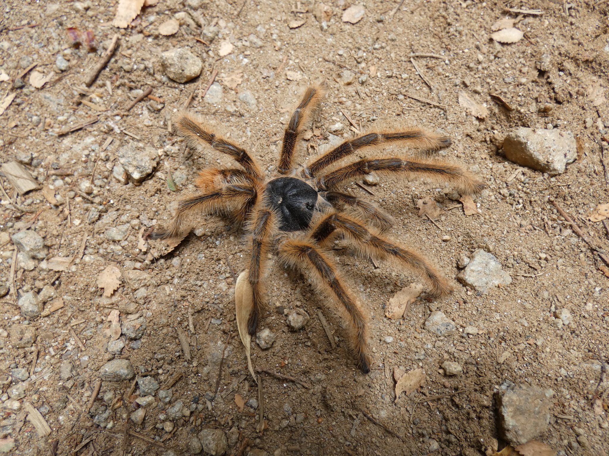 Phrixotrichus scrofa (Molina, 1782)