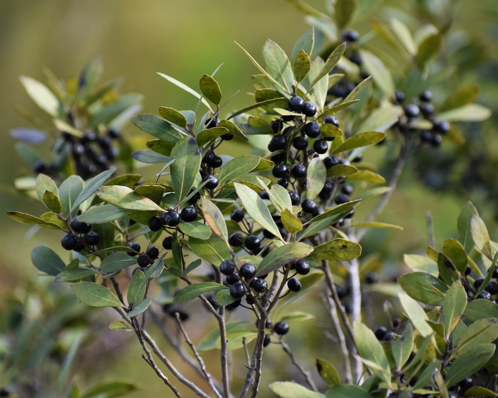 gallberry from Horry County, SC, USA on December 11, 2021 at 11:54 AM ...