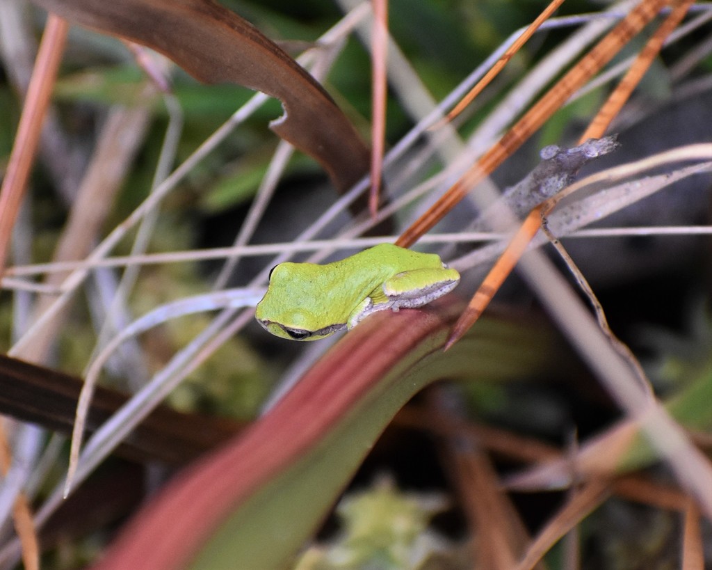 Pine Woods Tree Frog from Horry County, SC, USA on December 11, 2021 at ...