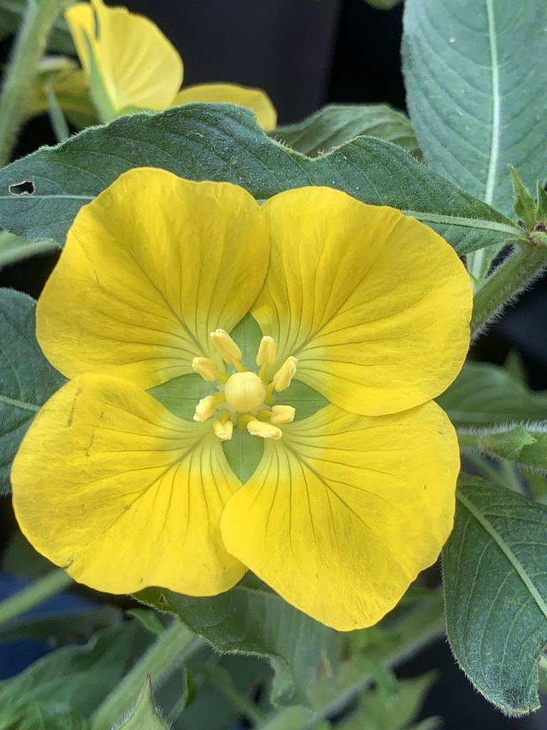 Peruvian primrose-willow from Rajmalai National Park, Coimbatore, TN ...