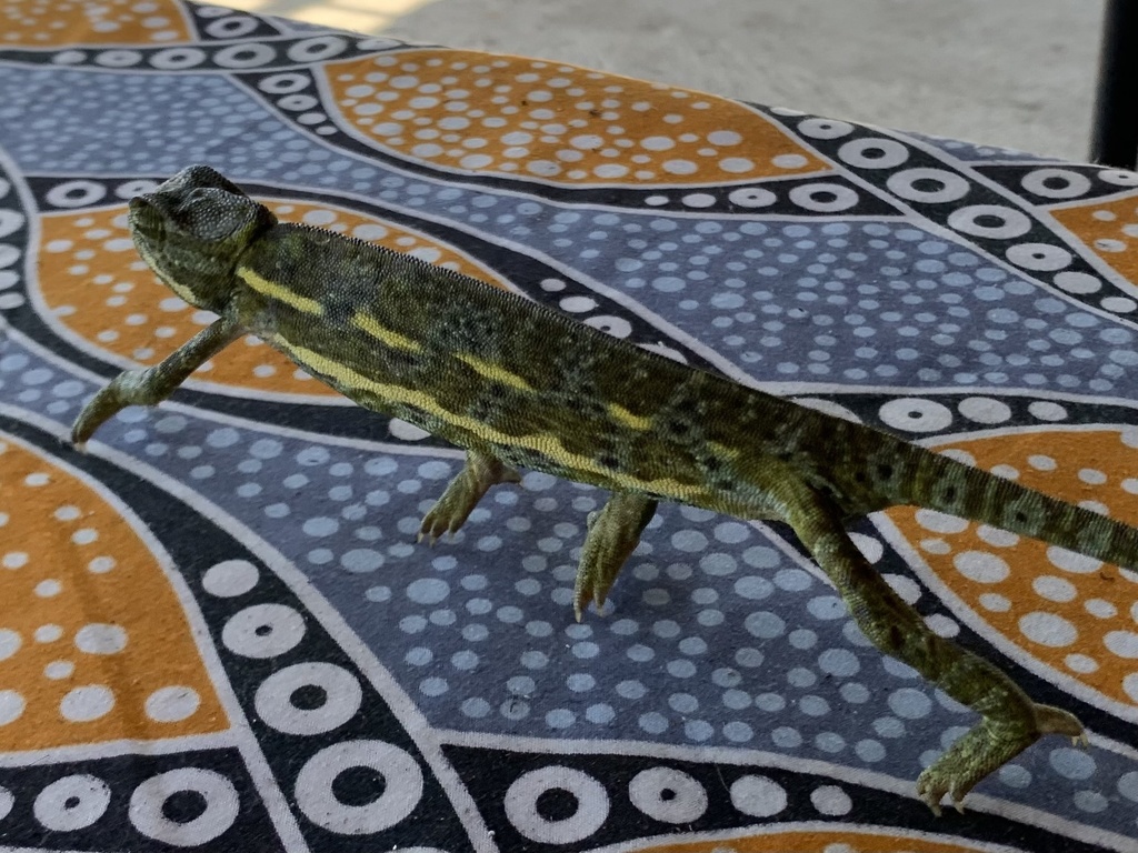 African Chameleon from Salamat, TD on December 12, 2021 at 10:34 AM by ...