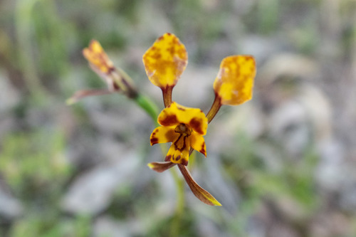Diuris curvifolia · iNaturalist United Kingdom