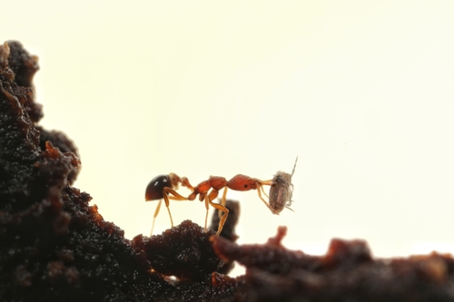 (Strumigenys smithii)