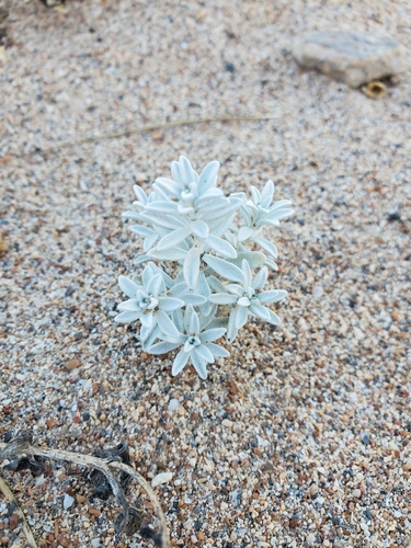 Angianthus cunninghamii · iNaturalist