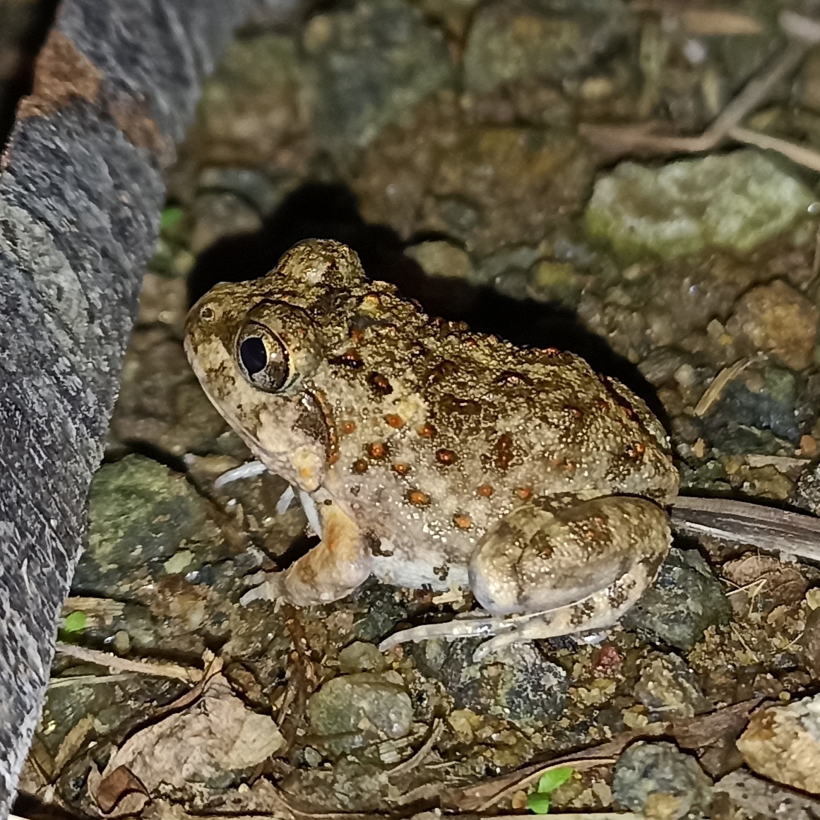 Sphaerotheca breviceps (Schneider, 1799)