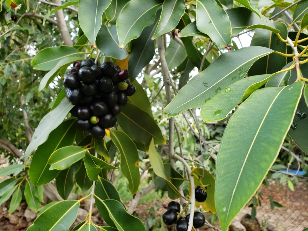 Java plum from Aruba on December 12, 2021 at 02:25 PM by tonyman. Small ...