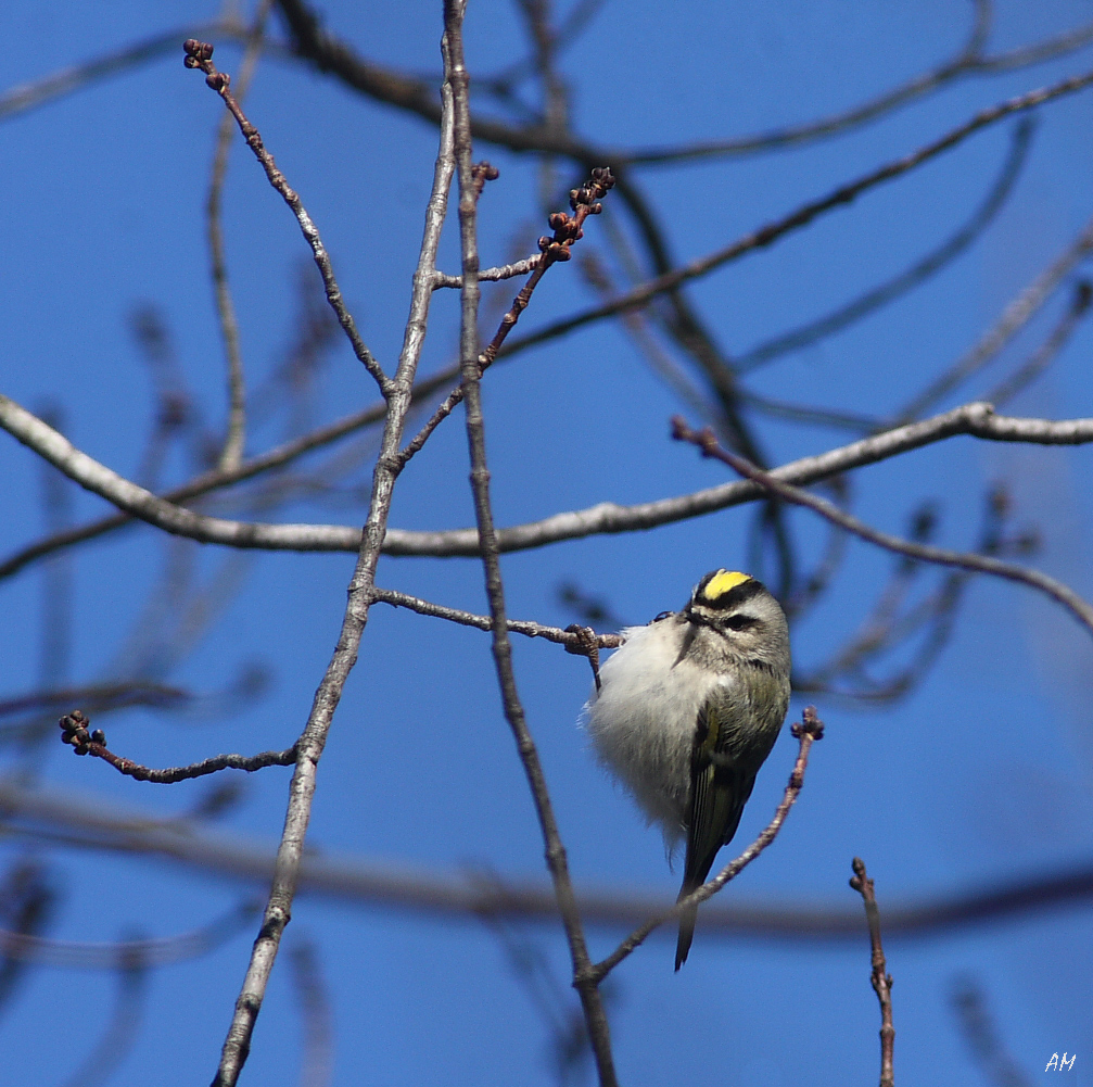 Golden-crowned Kinglet from Trois-Rivières, QC, Canada on January 31 ...