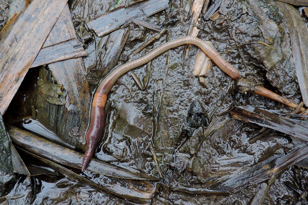 Common Earthworm from Миропіль, Житомирська область, Україна, 13033 on ...