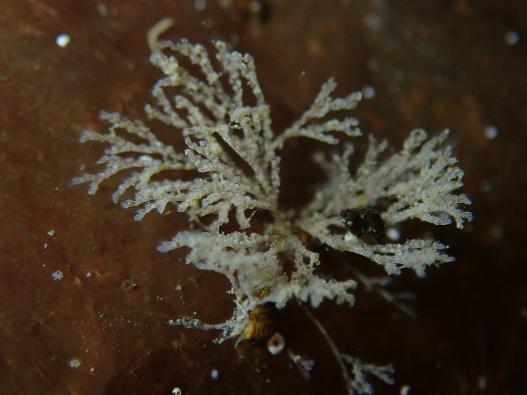 Bugulina stolonifera (Ryland, 1960)