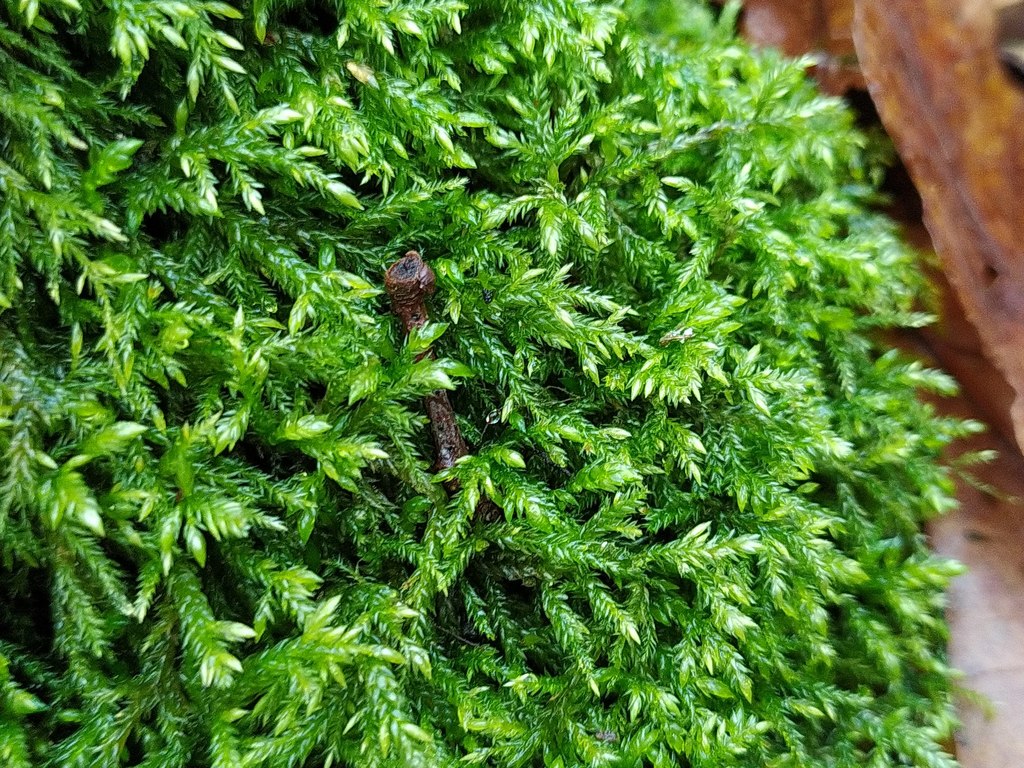 Larger Mouse-tail Moss (Isothecium alopecuroides) - Botanical Realm