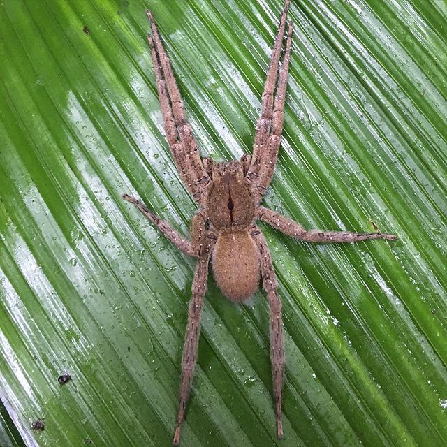 Brazilian Wandering Spiders from Camorim, Rio de Janeiro - RJ, Brasil ...