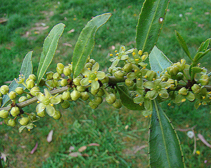 Maitén (Naturaleza en el Refugio del Agua-Mallín de Barrio Norte-VLA ...
