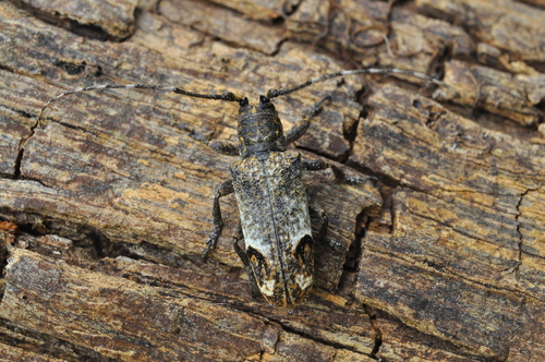 Trestonia capreola · iNaturalist United Kingdom