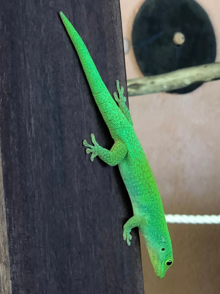 Seychelles giant day gecko from Seychellen on December 12, 2021 at 03: ...