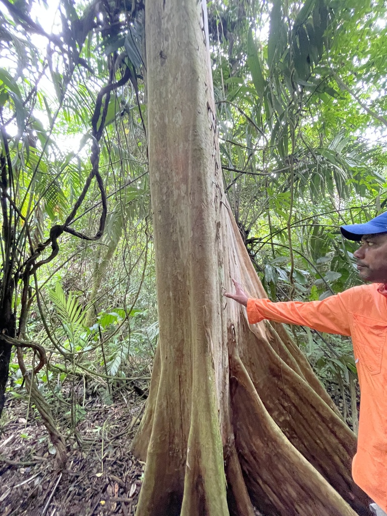 Terminalia oblonga from San Carlos, Alajuela, CR on December 12, 2021 ...