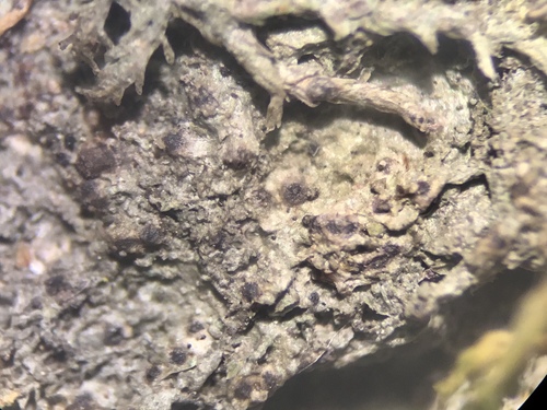Strigula stigmatella · NaturaLista Colombia