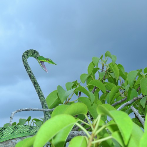 Variable Coloured Vine Snake (Ahaetulla anomala) - Snakes and Lizards