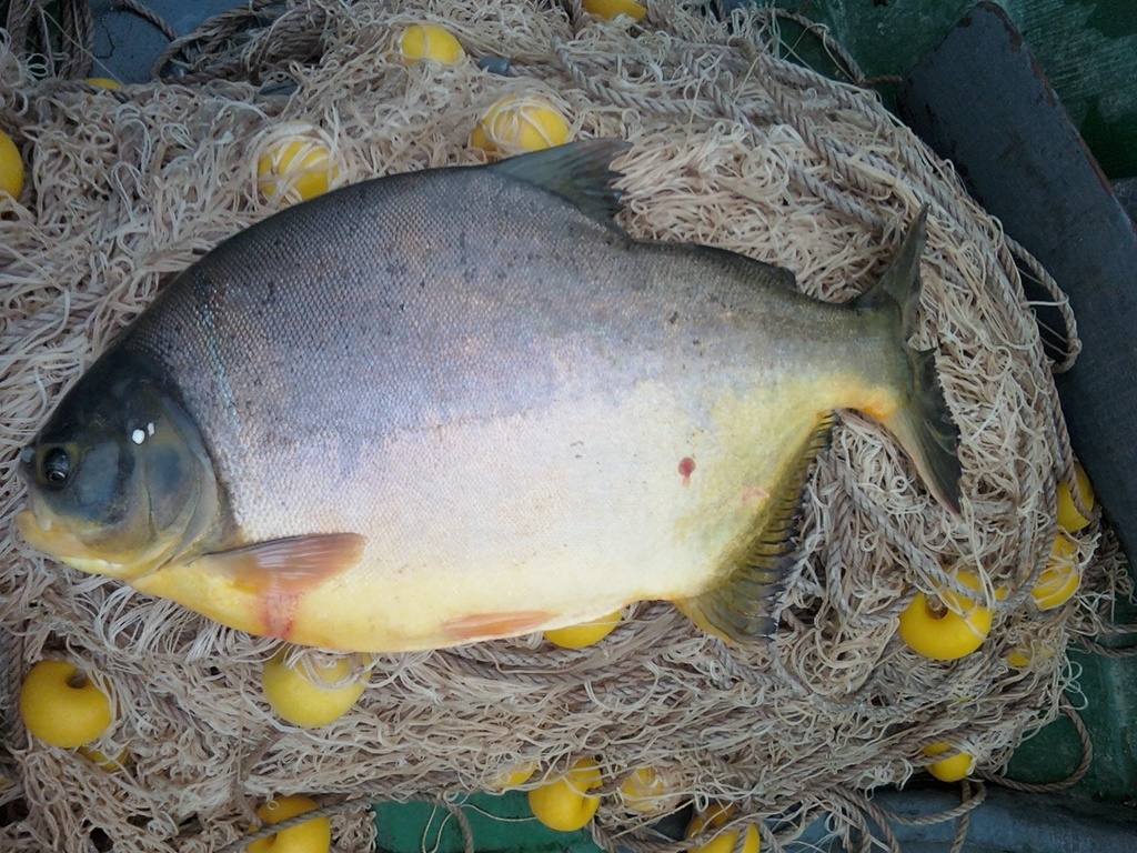 (Piaractus) - Marine Life Identification