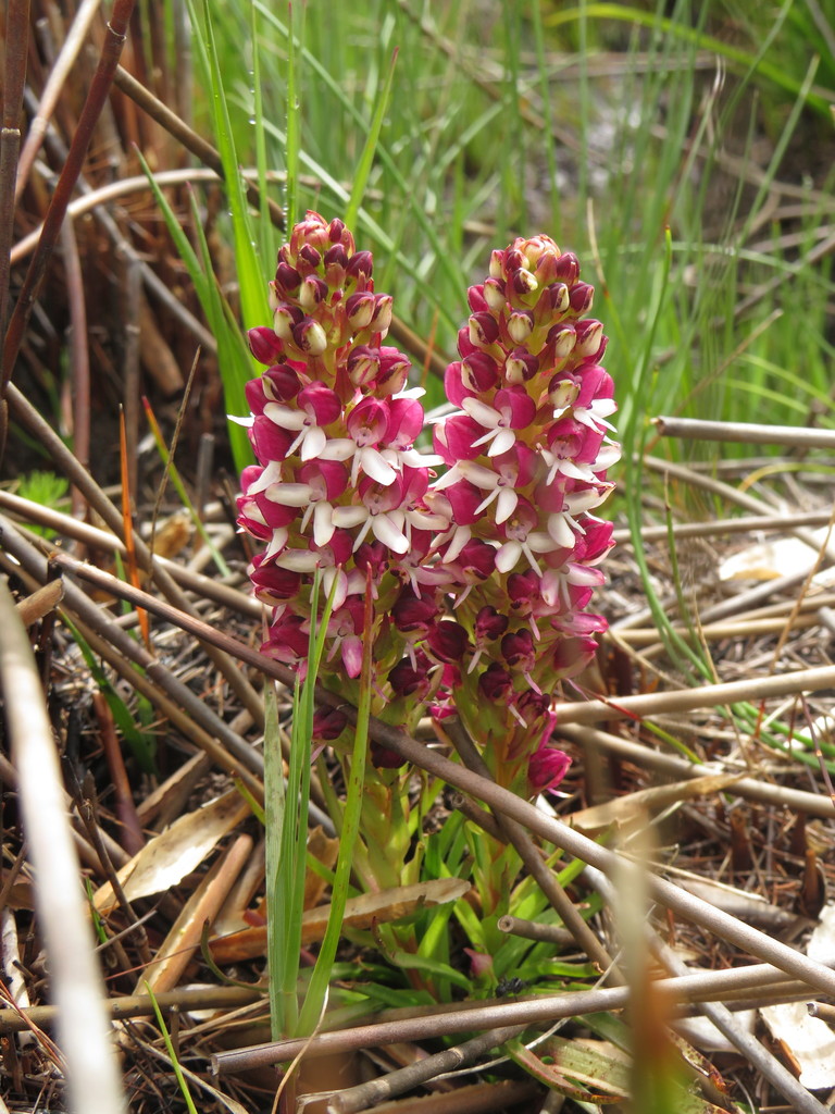 Magenta Disa in December 2021 by Jeremy Gilmore. Flowering en masse ...