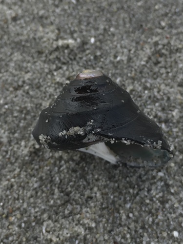 Tegula luctuosa · iNaturalist