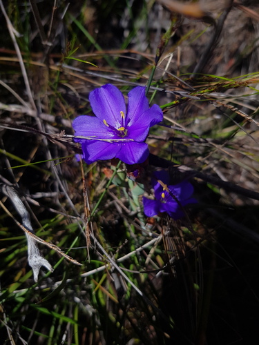 Observations by muisvoel · iNaturalist