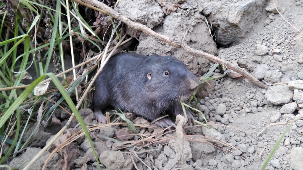 Merriam's pocket gopher from 12914 CDMX, México on December 12, 2021 at ...