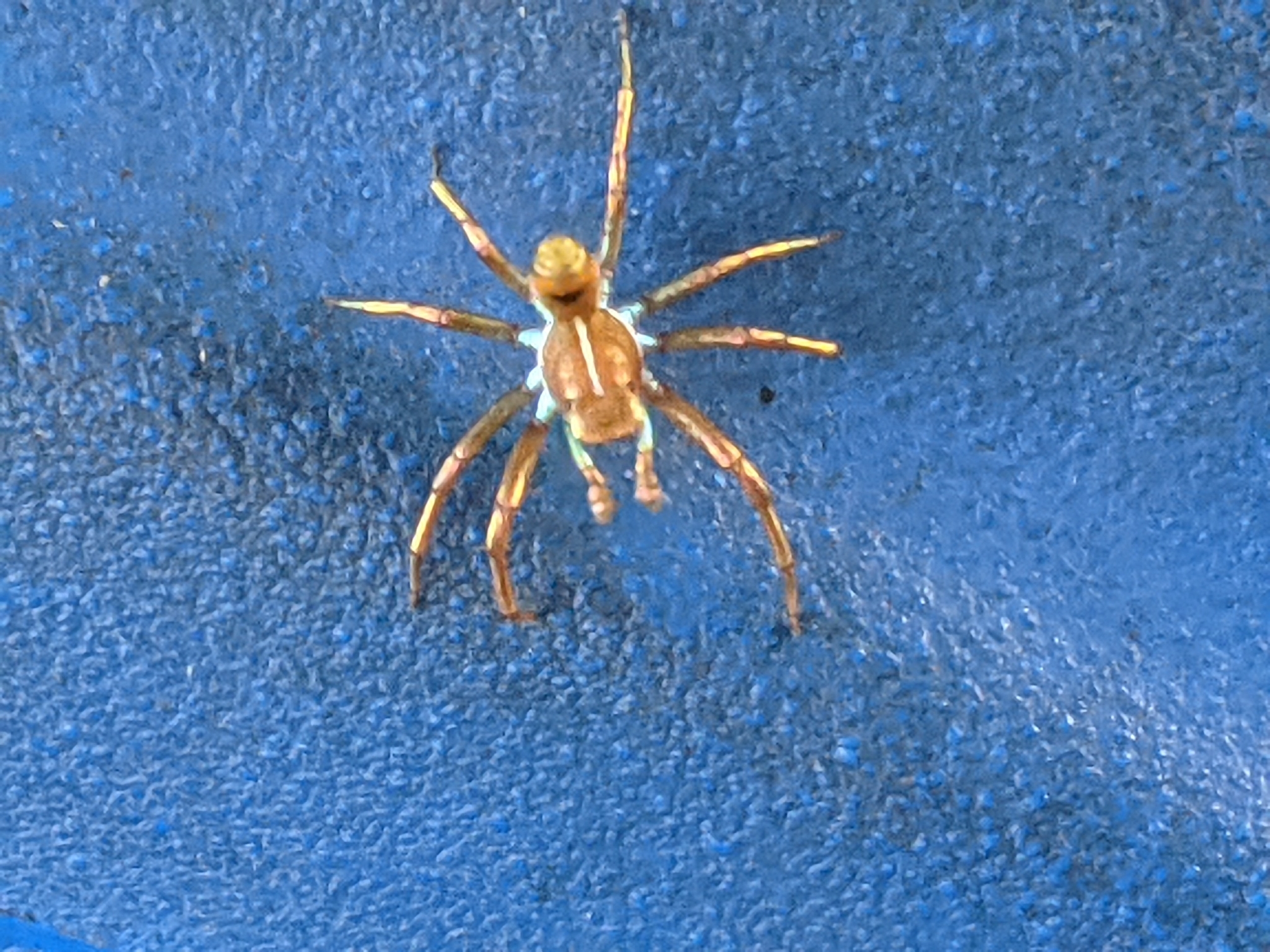 Cosmophasis bitaeniata (Keyserling, 1882)