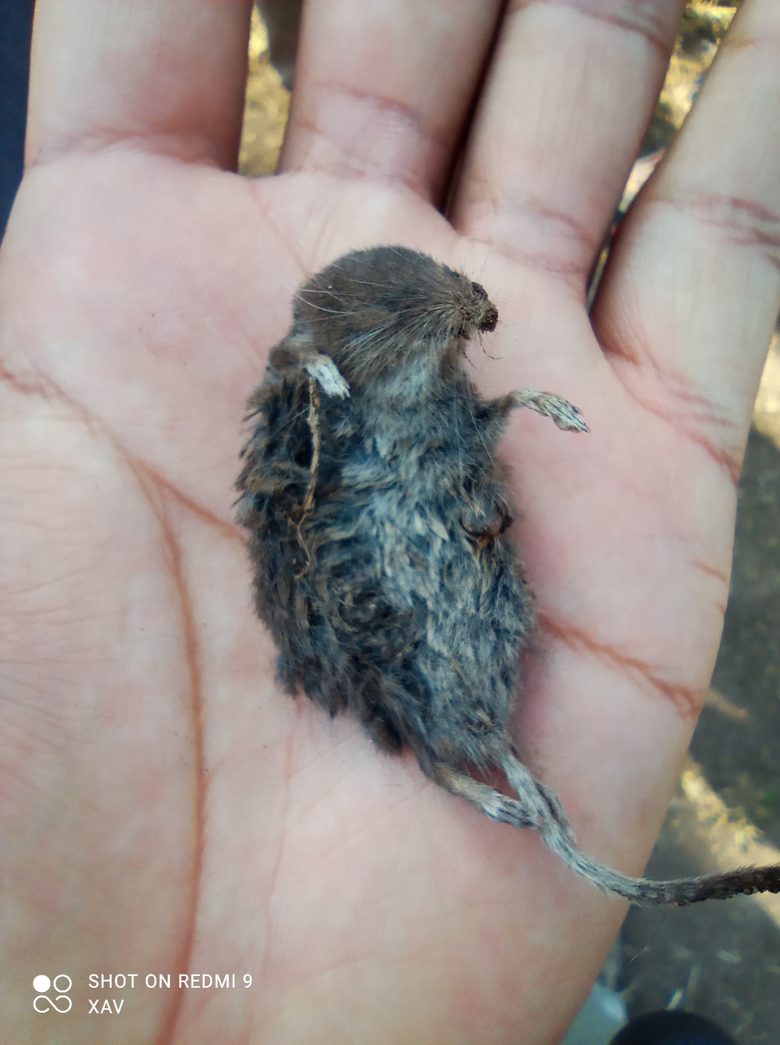 Sorex saussurei Merriam, 1892