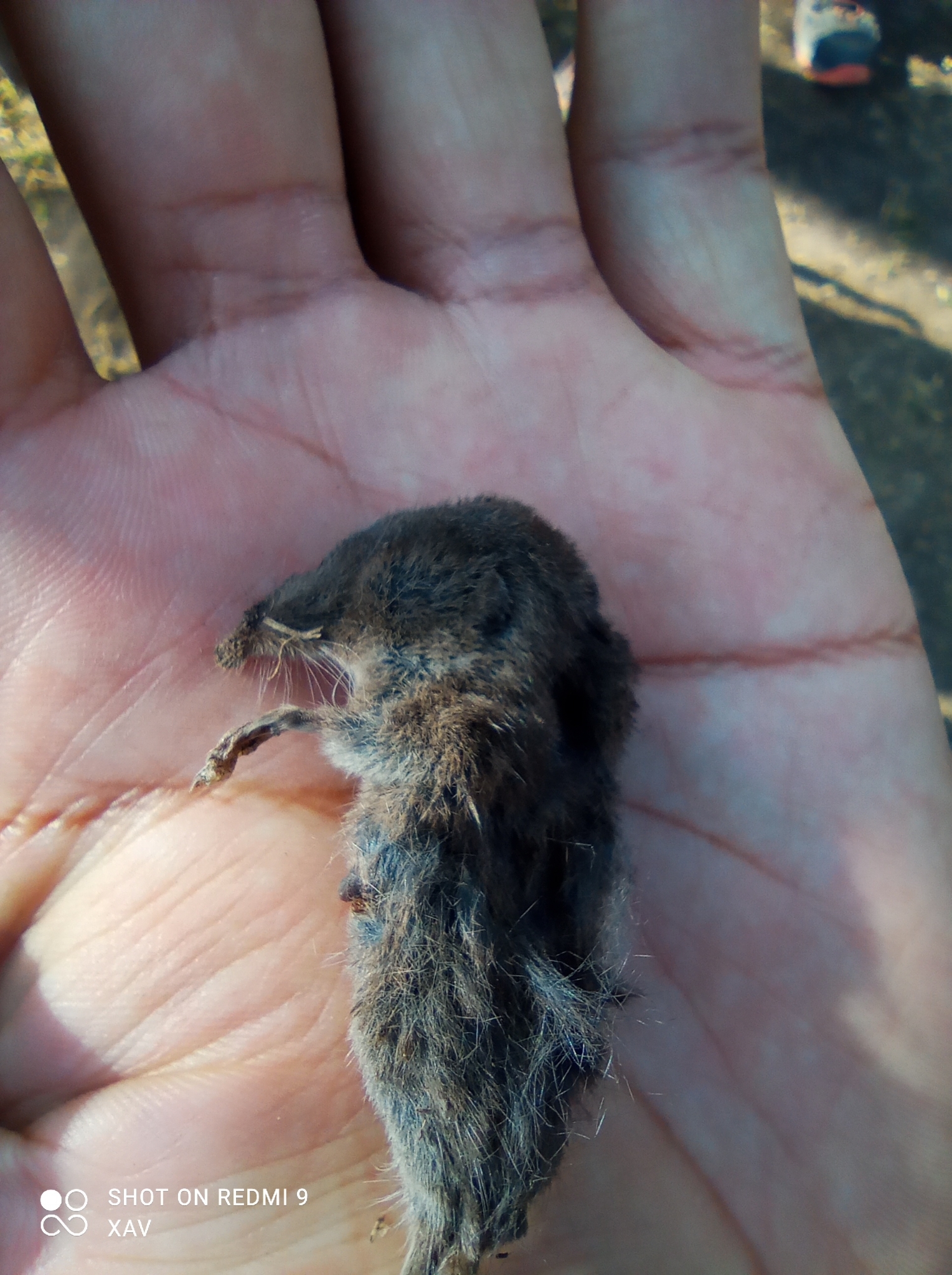 Sorex saussurei Merriam, 1892