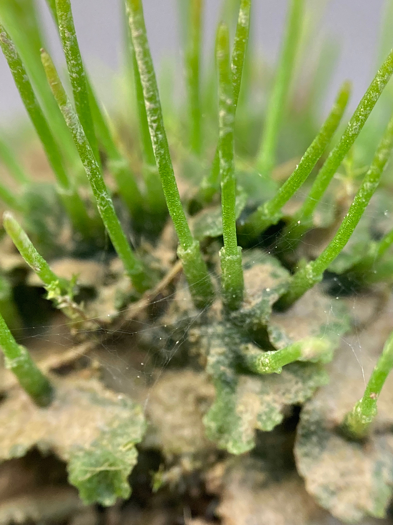 (Anthocerotopsida) - Botanical Realm