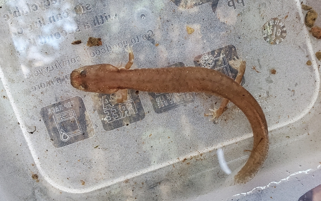 Blue Ridge Spring Salamander in December 2021 by Tristan Clark ...