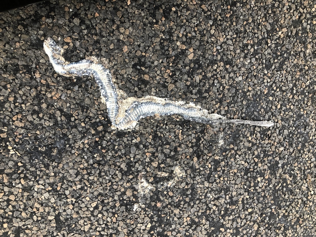 Buttermilk Racer from 1501–1887 FM 819, Lufkin, TX, US on May 01, 2018 ...