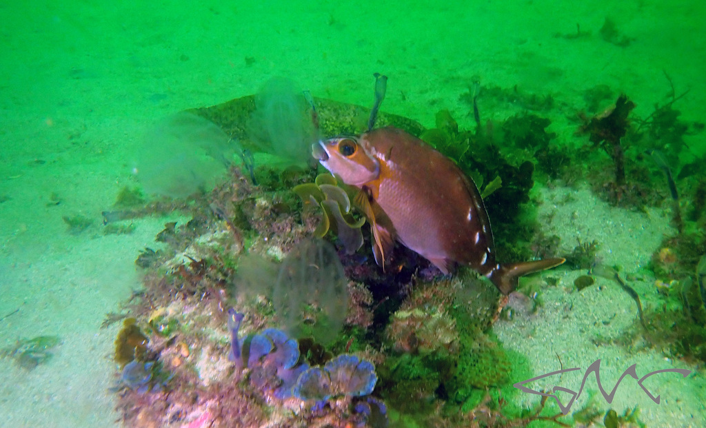 Red Morwong from Great Lakes, AU-NS, AU on December 4, 2021 at 11:29 AM ...