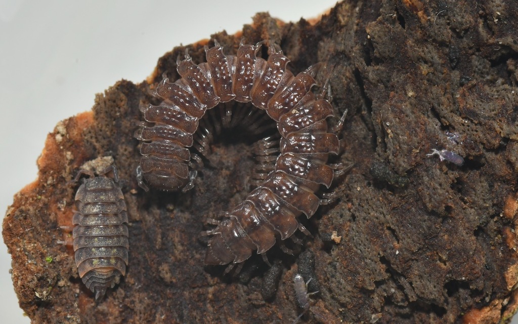 Polydesmus coriaceus (Madeira Hundert, Tausendfüßer und Asseln ...