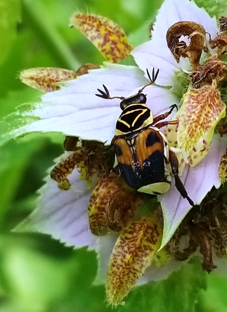 Delta Flower Scarab from Walker County, TX, USA on June 27, 2021 at 06: ...