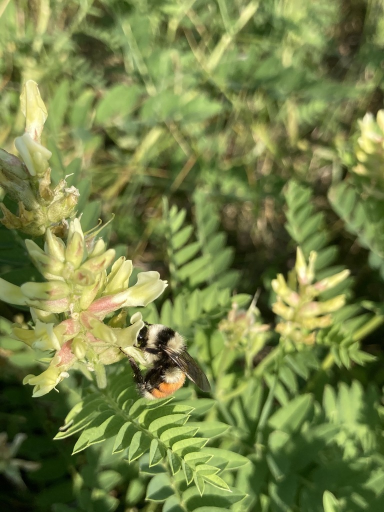 Hunt's Bumble Bee from Southeast Calgary, Calgary, AB, Canada on July 7 ...