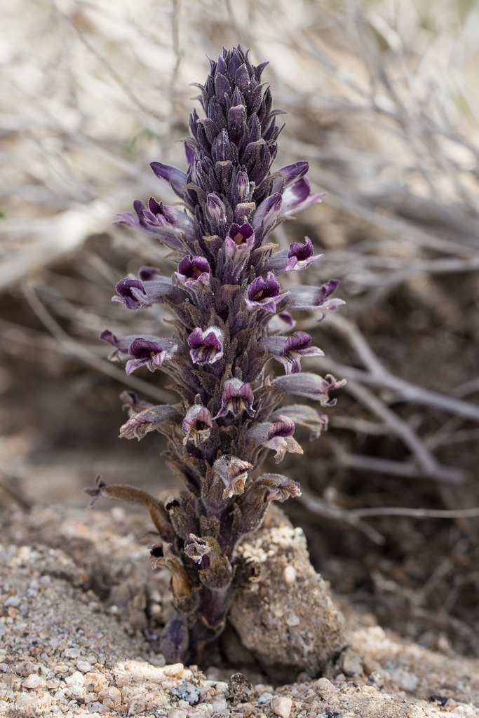 desert broomrape (Aphyllon cooperi) - Botanical Realm
