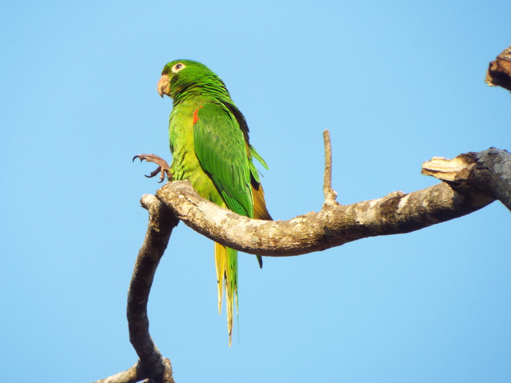 White-eyed Parakeet in September 2019 by e_tomazelli · iNaturalist