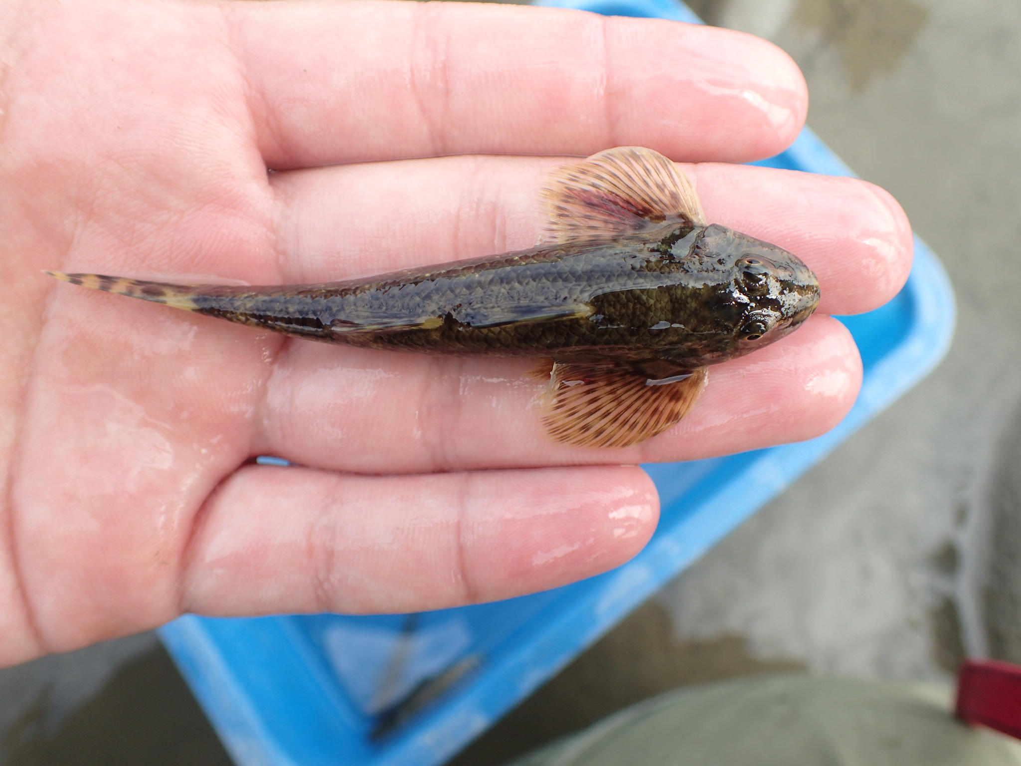 Rhyacichthys aspro (Valenciennes, 1837)