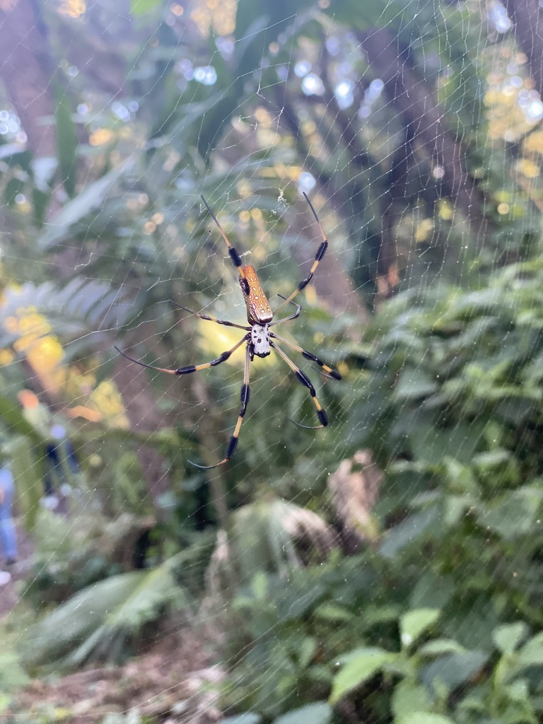 Golden Silk Spider from Kings Court, Miami, FL, US on October 15, 2021 ...